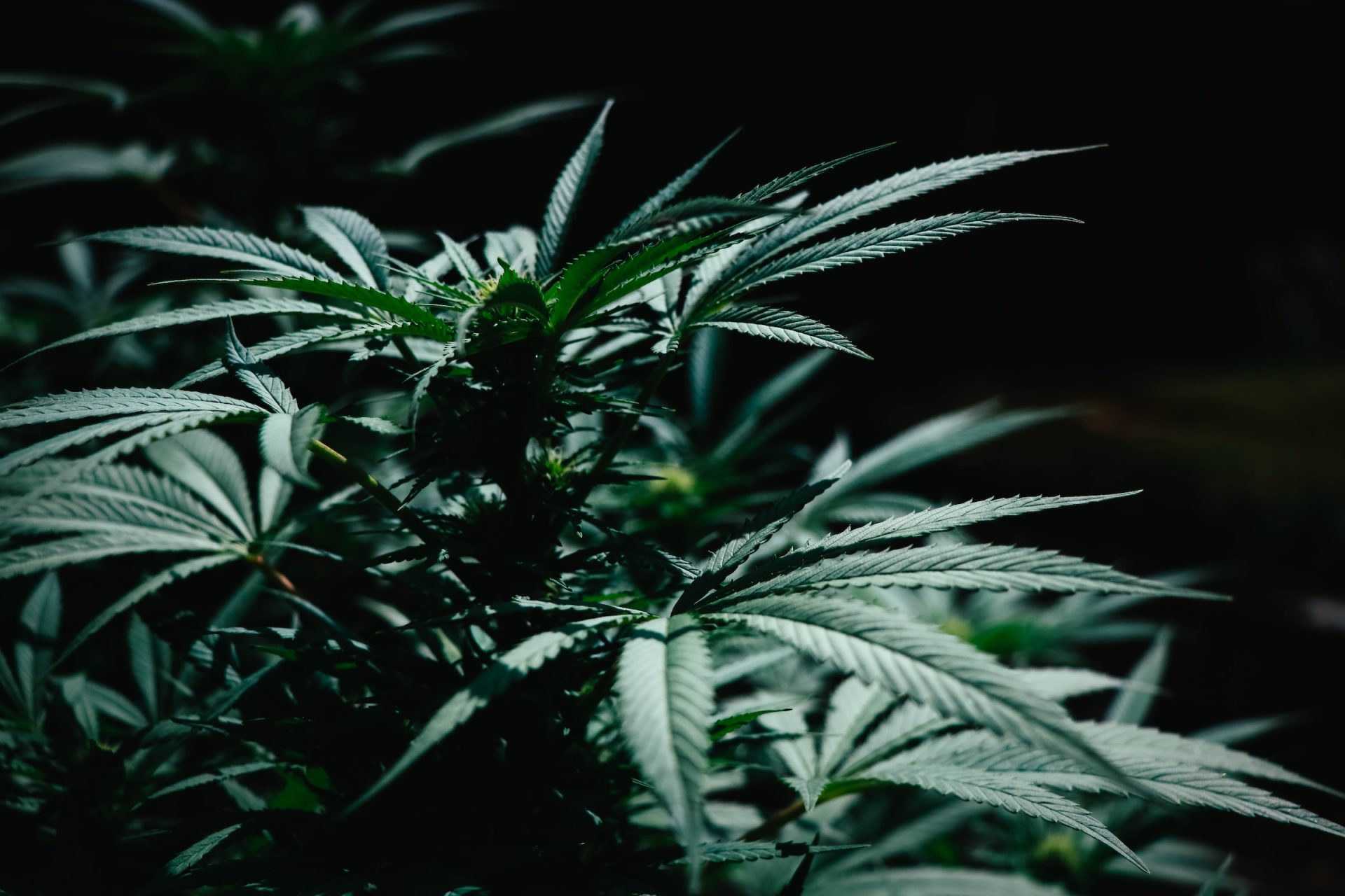 UK Cannabis Prices: Ounce Cost & Market Insights